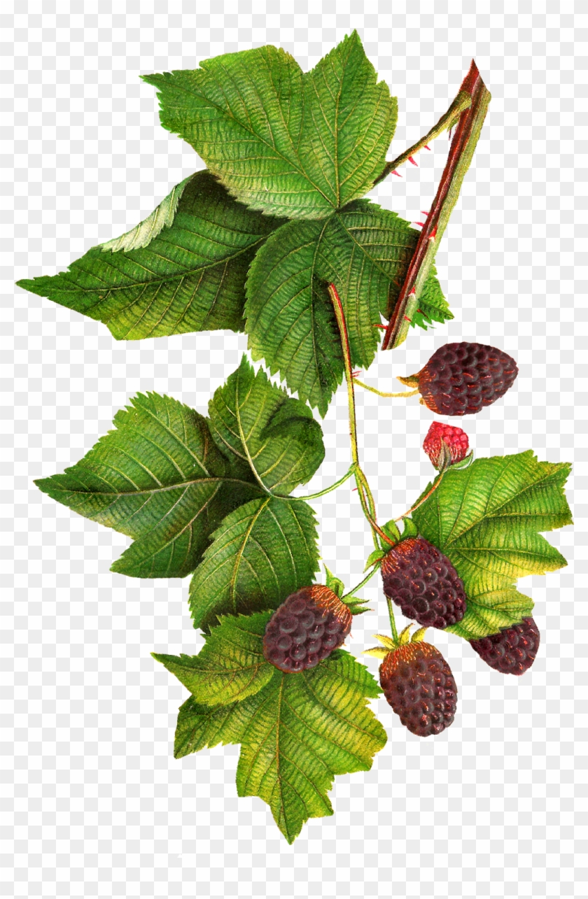 Antique Images - Bramble And The Briar: Poems [book] - Free Transparent ...